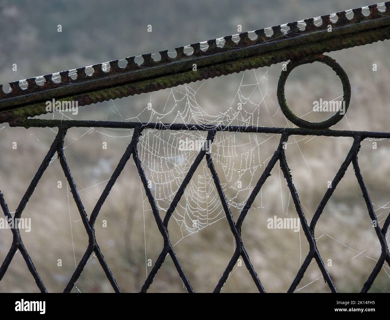The closeup of a spider's web on a metal fence Stock Photo - Alamy