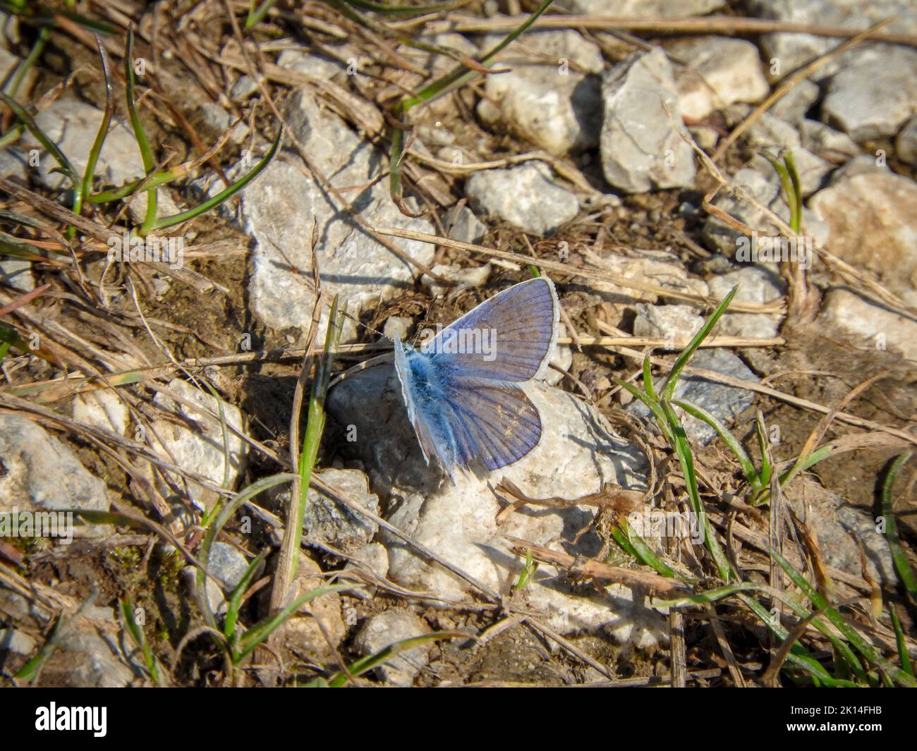 Mazarine blue hi-res stock photography and images - Alamy