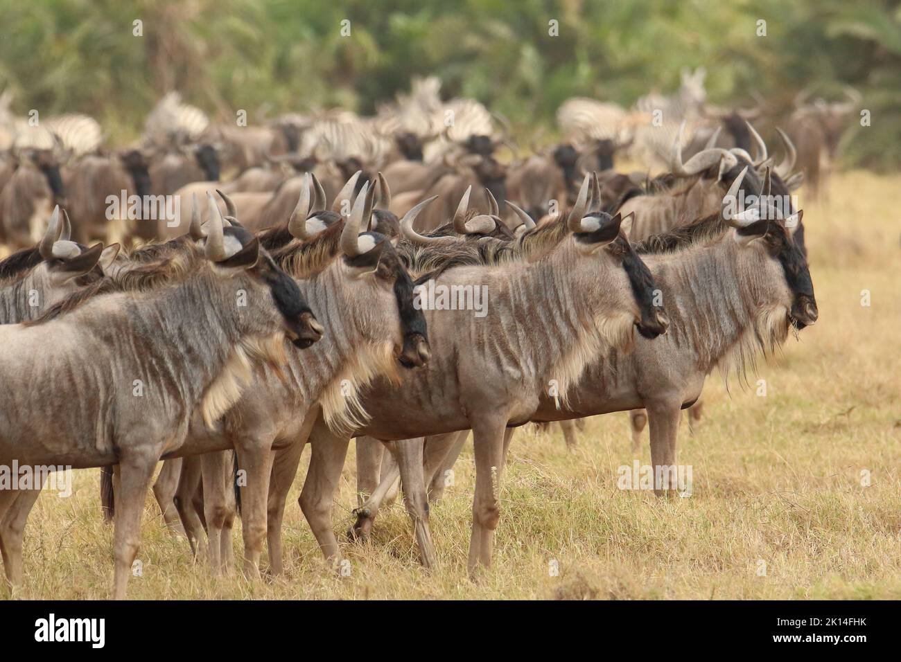 The Blue wildebeests in the natural habitat Stock Photo - Alamy