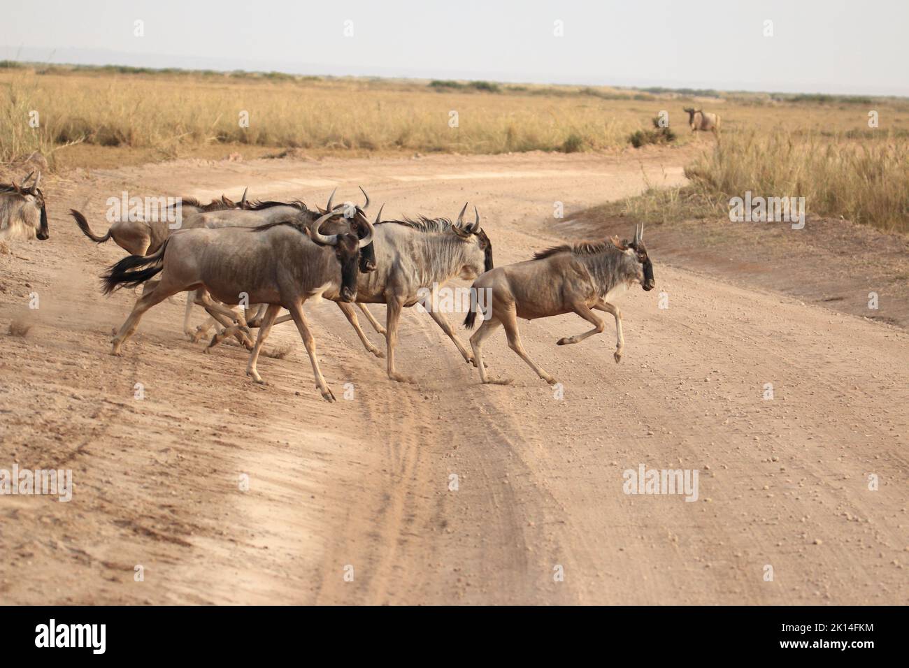 The Blue wildebeests running in the natural habitat Stock Photo - Alamy
