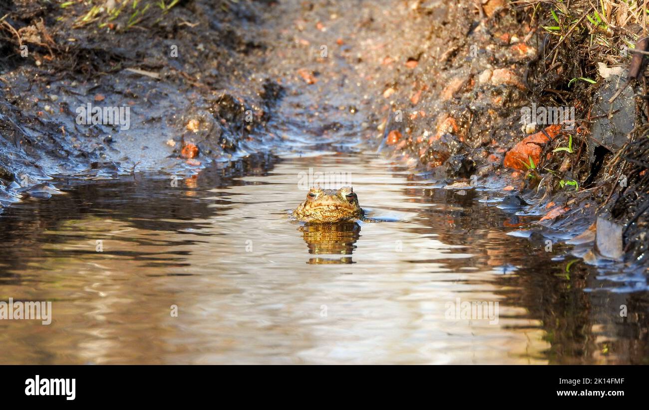 Puddle habitat hi-res stock photography and images - Alamy