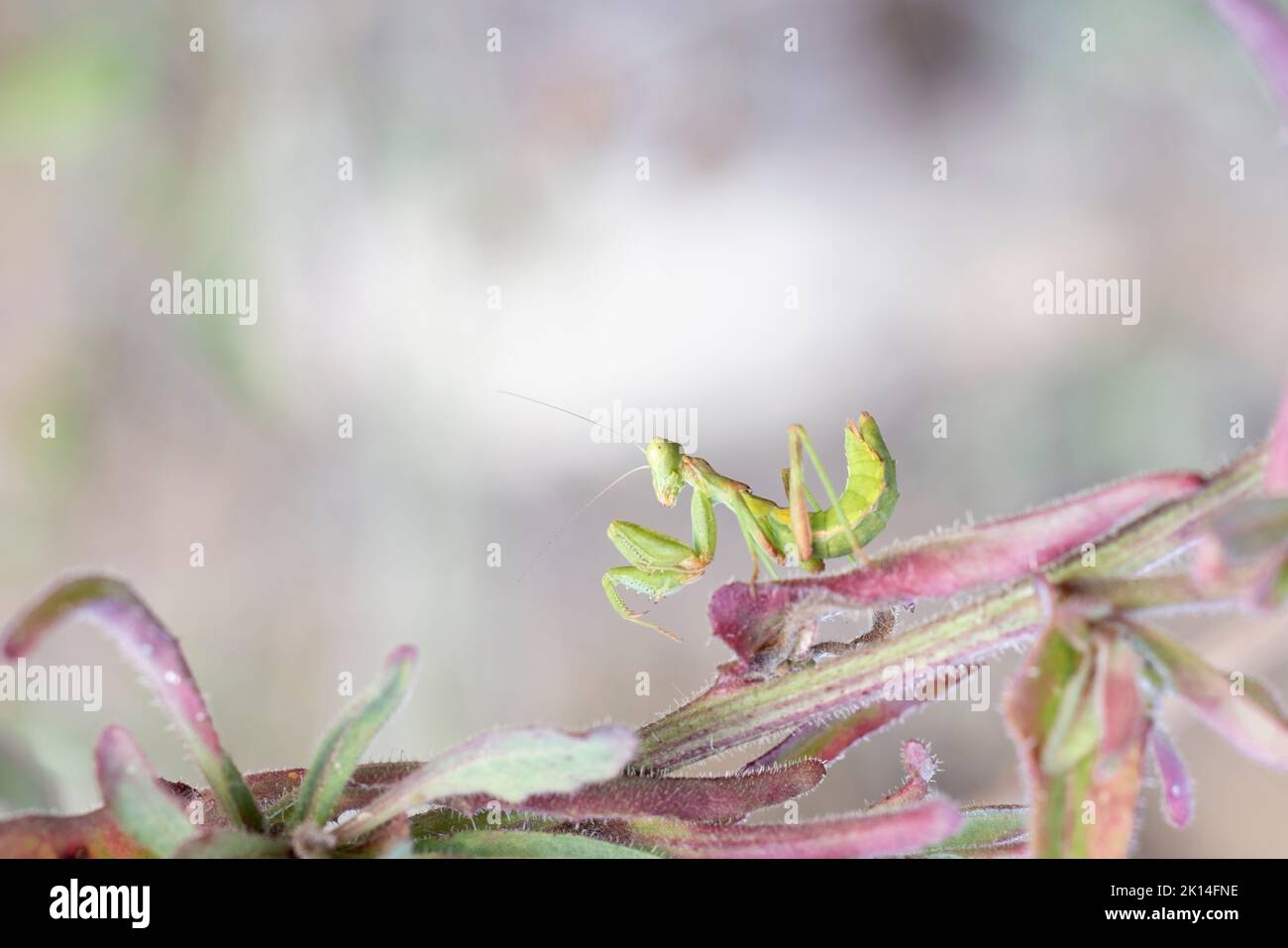 Mantis praiying hi-res stock photography and images - Alamy