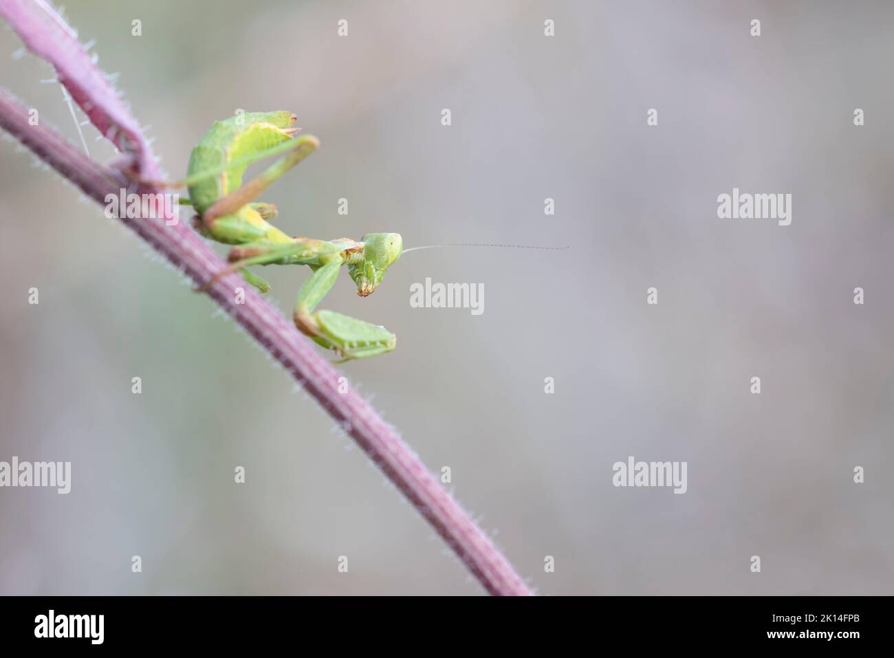 Mantis praiying hi-res stock photography and images - Alamy