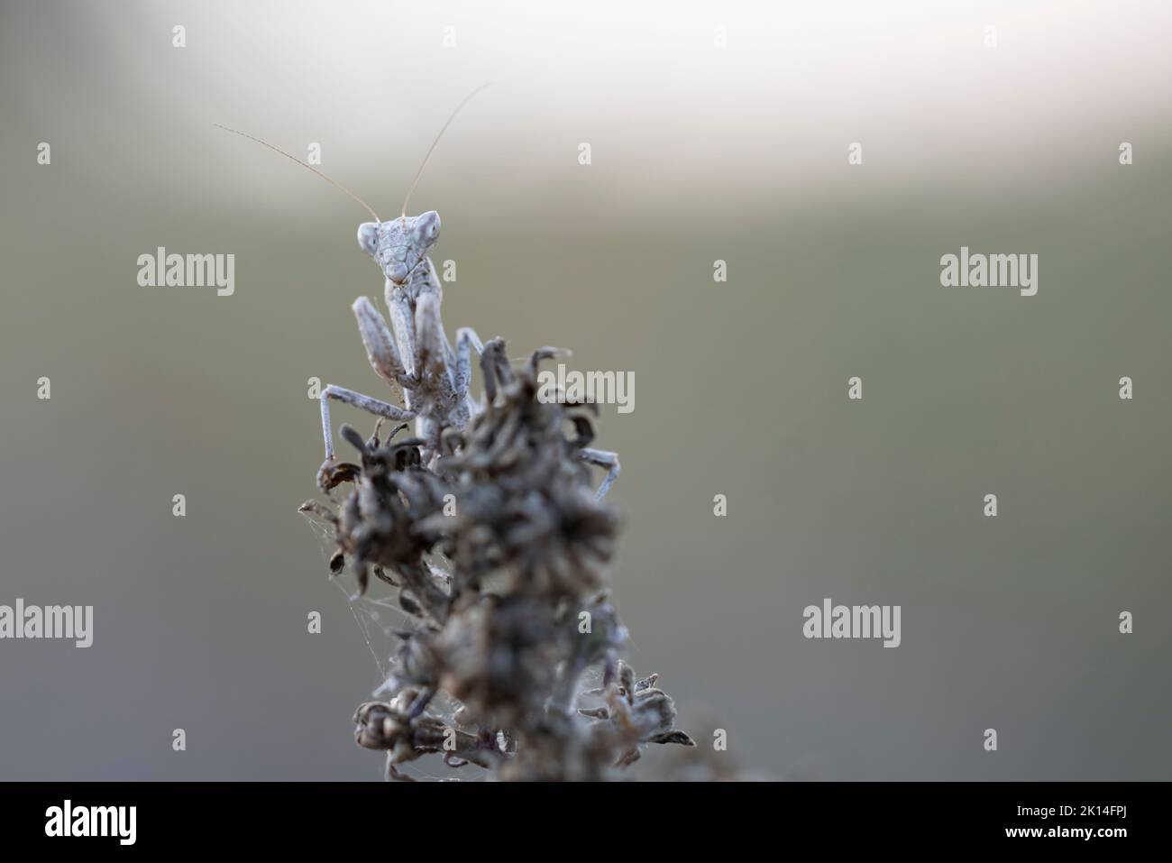 European dwarf mantis (Ameles spallanzania Stock Photo - Alamy