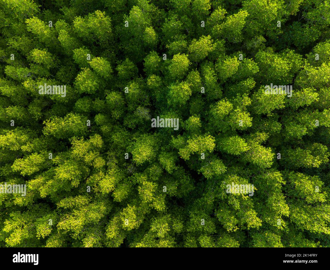 Aerial top down view of mangrove forest background texture Stock Photo ...