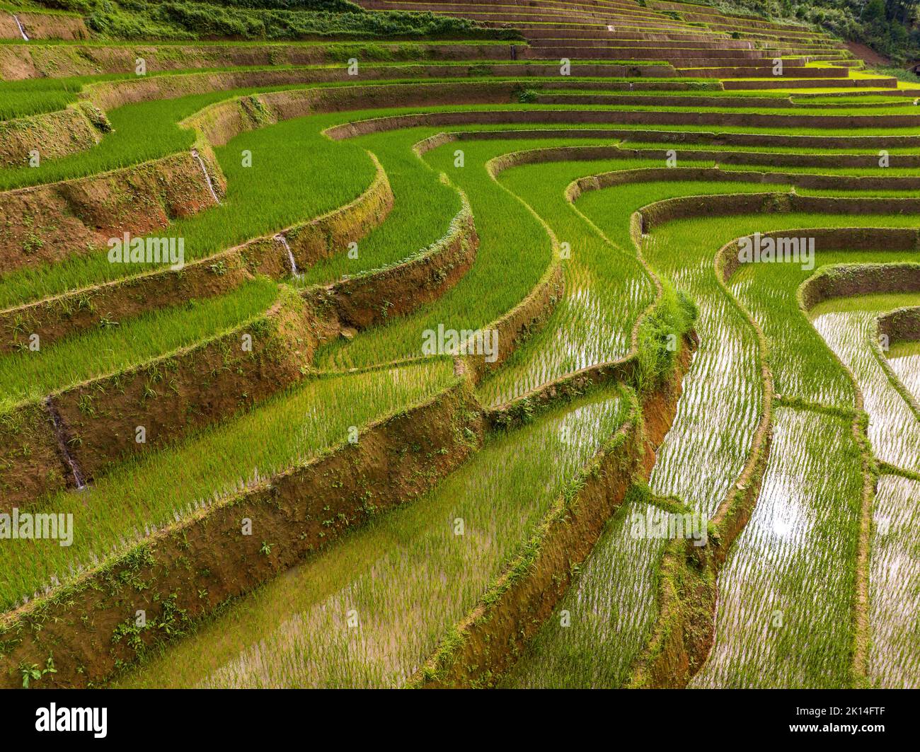 Aerial view drone flight over terraced rice fields, Mu Cang Chai, Yen ...