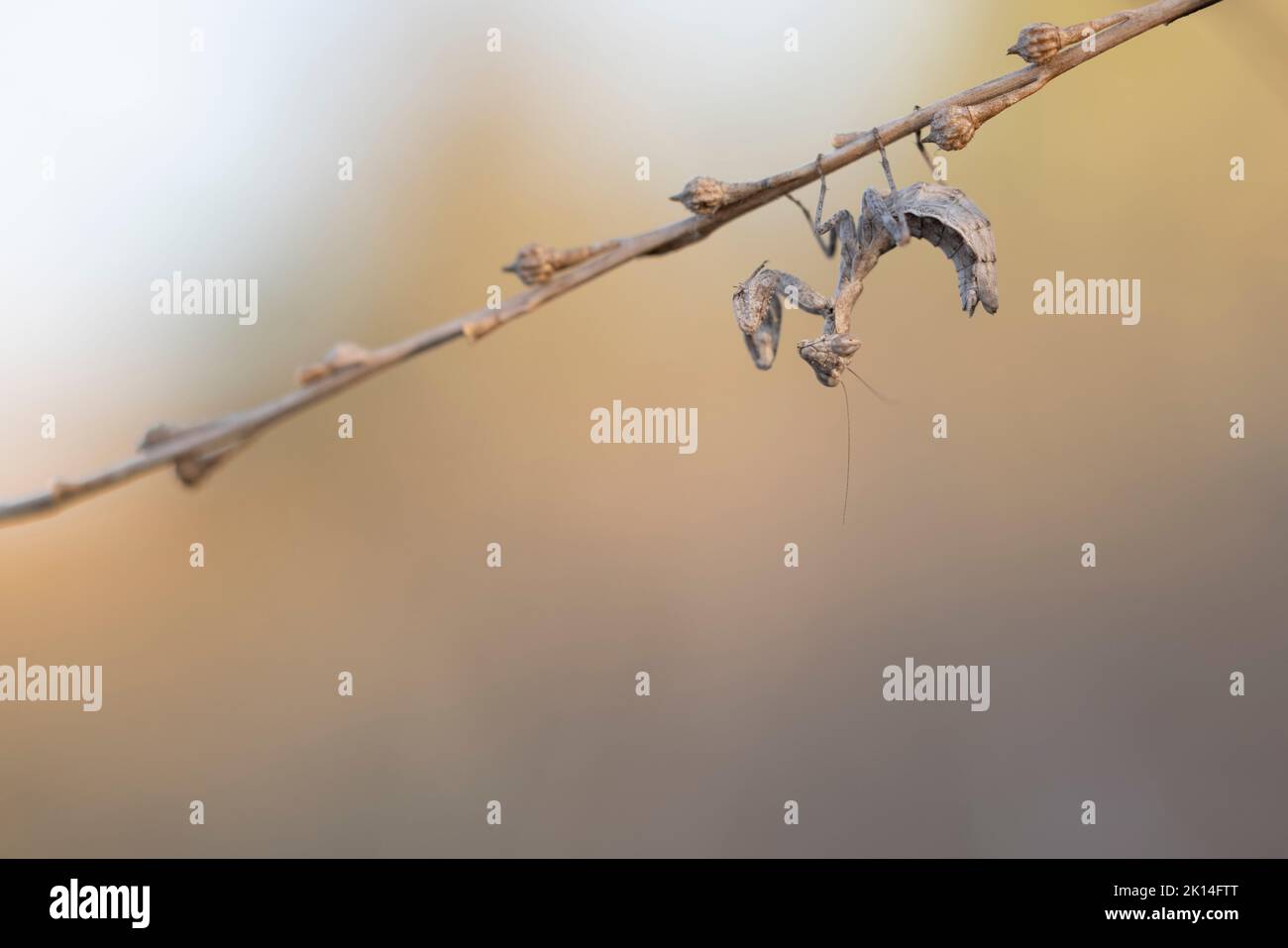 European dwarf mantis (Ameles spallanzania Stock Photo - Alamy