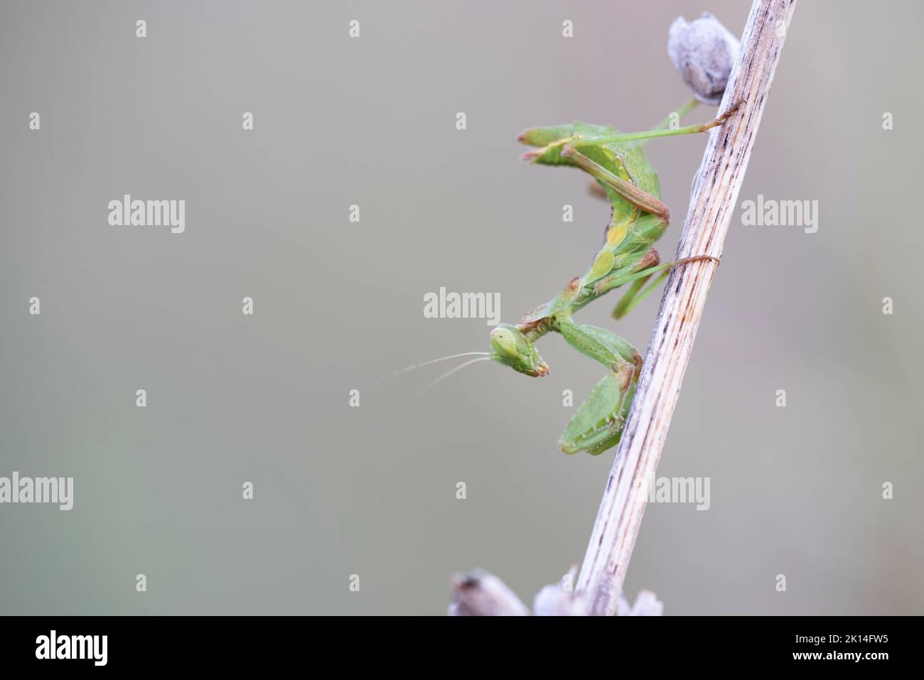 European dwarf mantis (Ameles spallanzania Stock Photo - Alamy