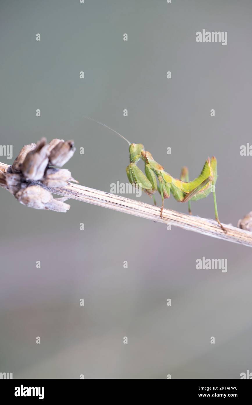 Mediterranean mantis hi-res stock photography and images - Alamy