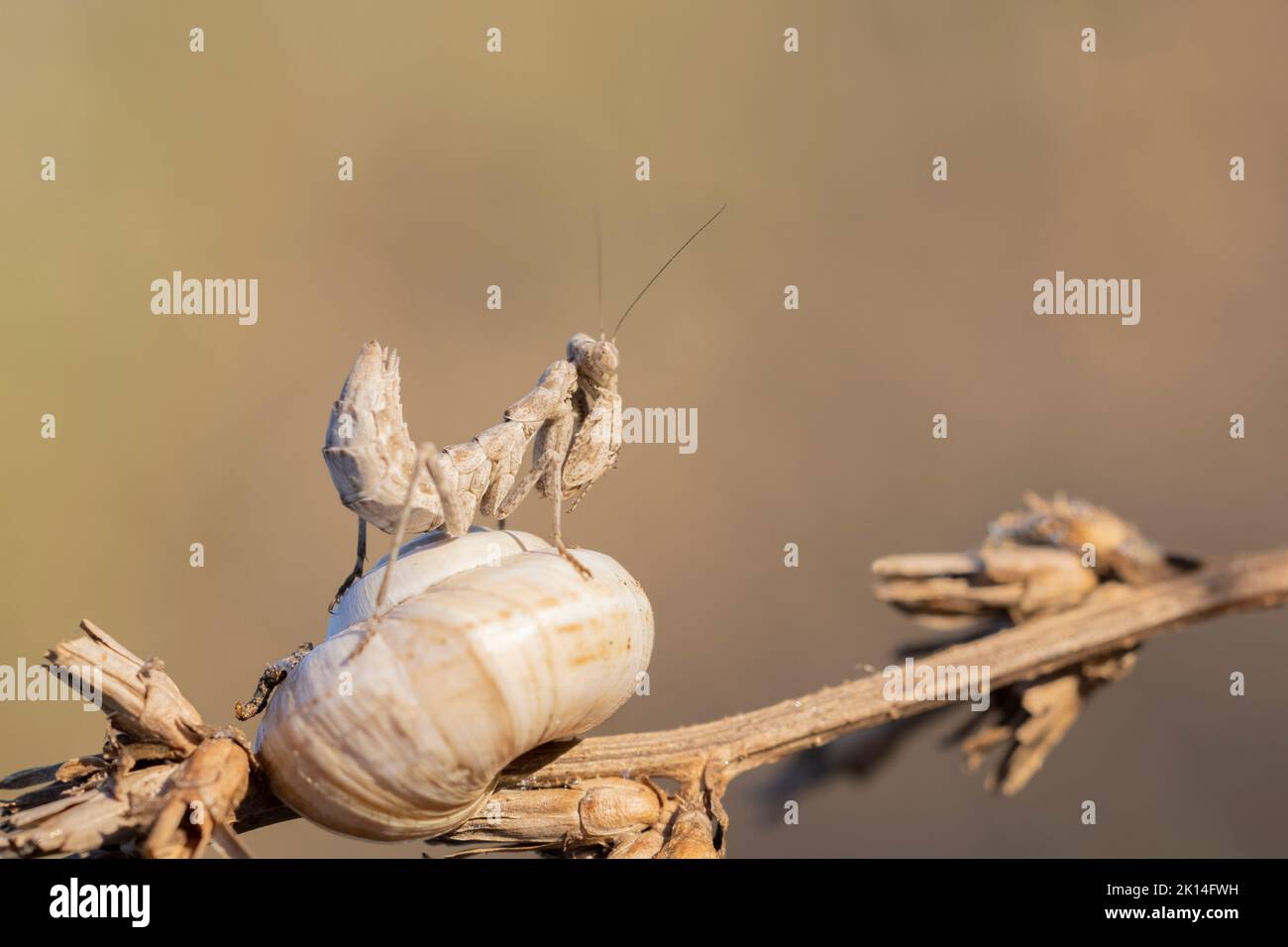 Mantis praiying hi-res stock photography and images - Alamy