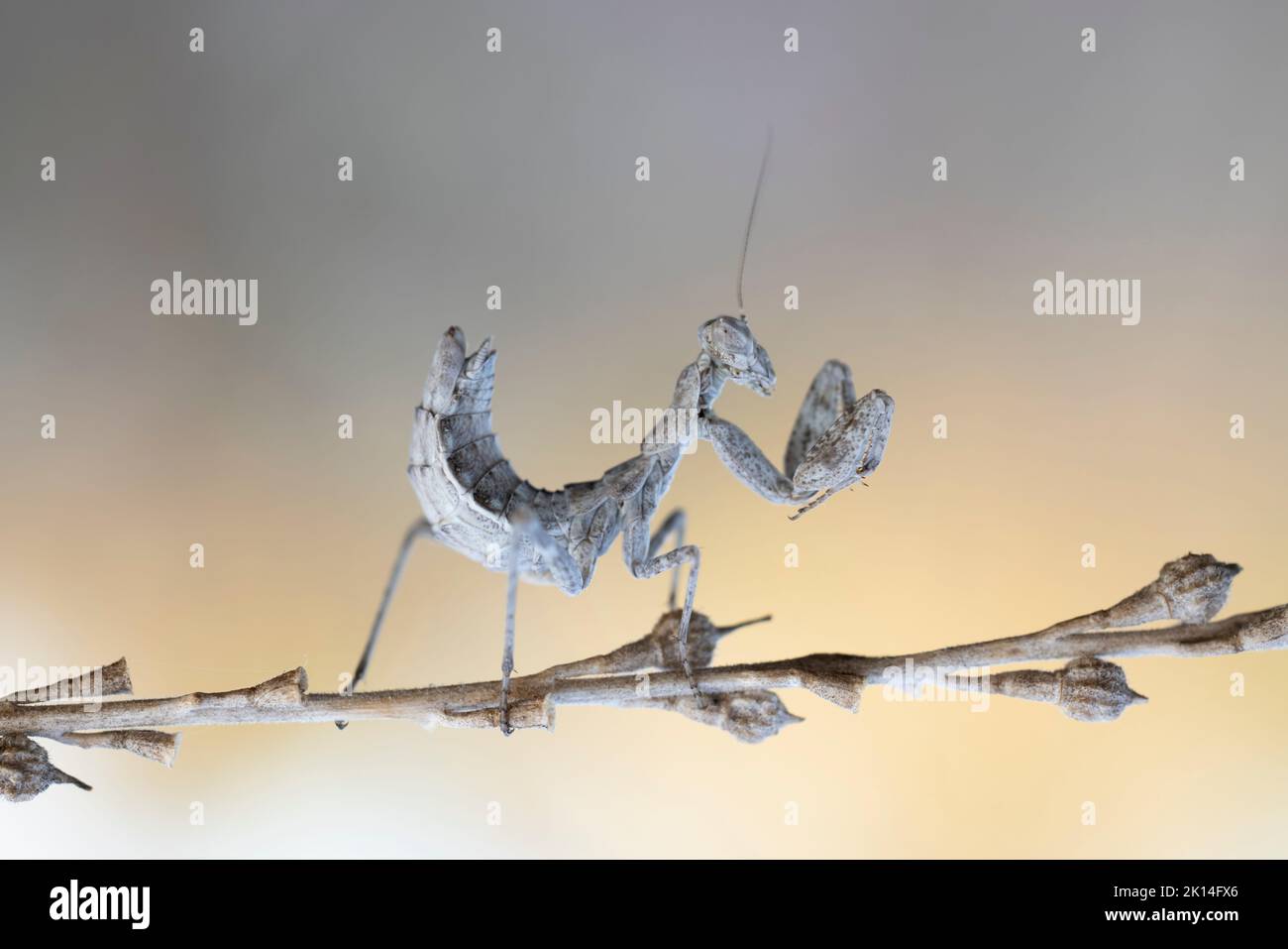 European dwarf mantis (Ameles spallanzania Stock Photo - Alamy