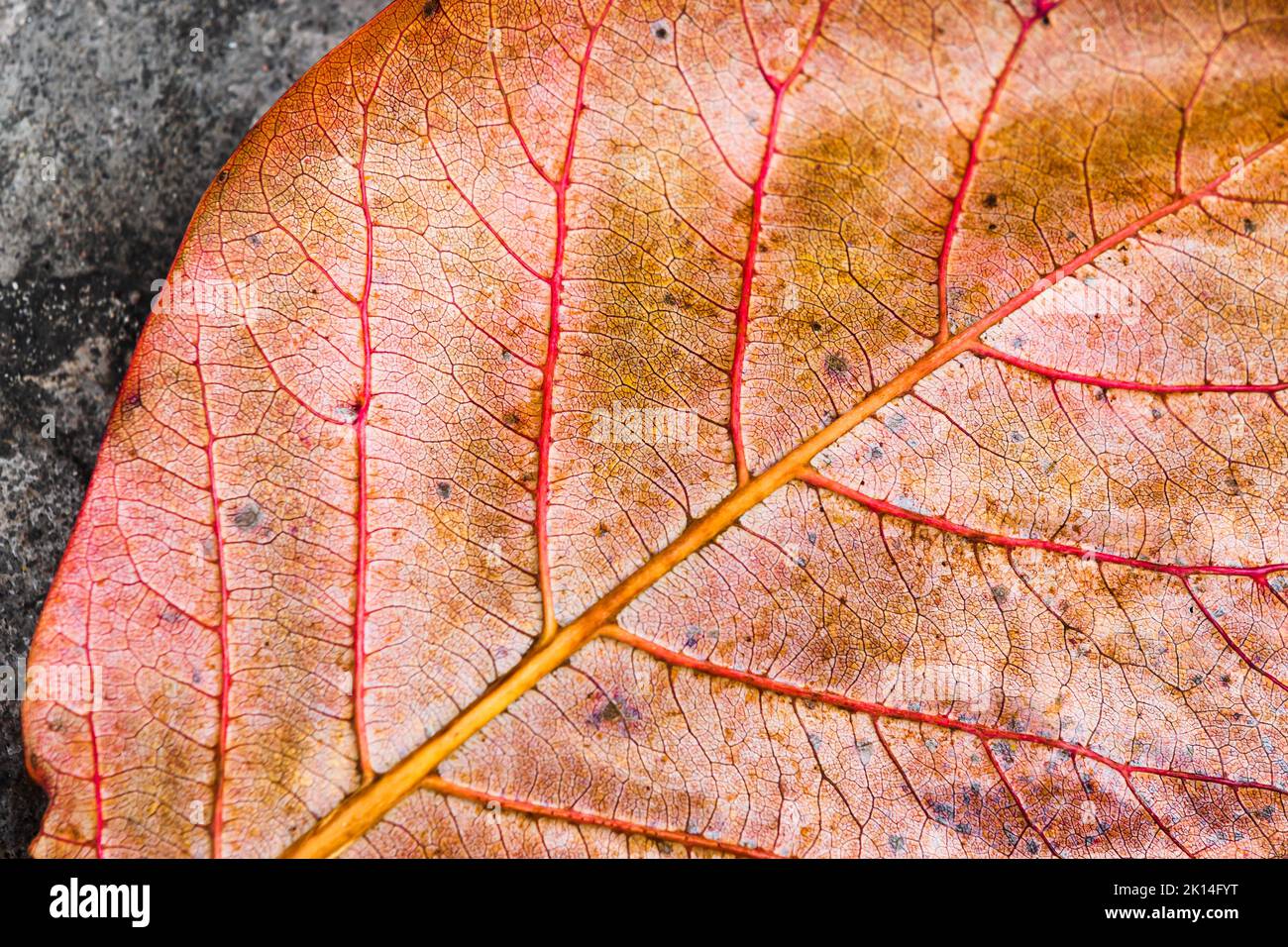 Colorful autumn leaf with red veins, natural macro photo Stock Photo ...