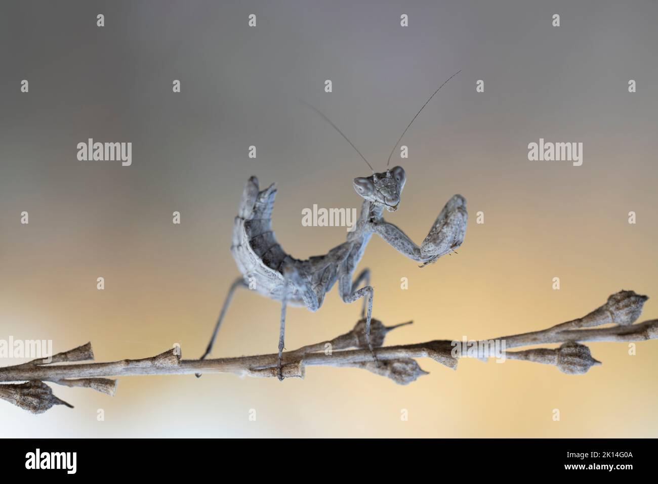European dwarf mantis (Ameles spallanzania Stock Photo - Alamy