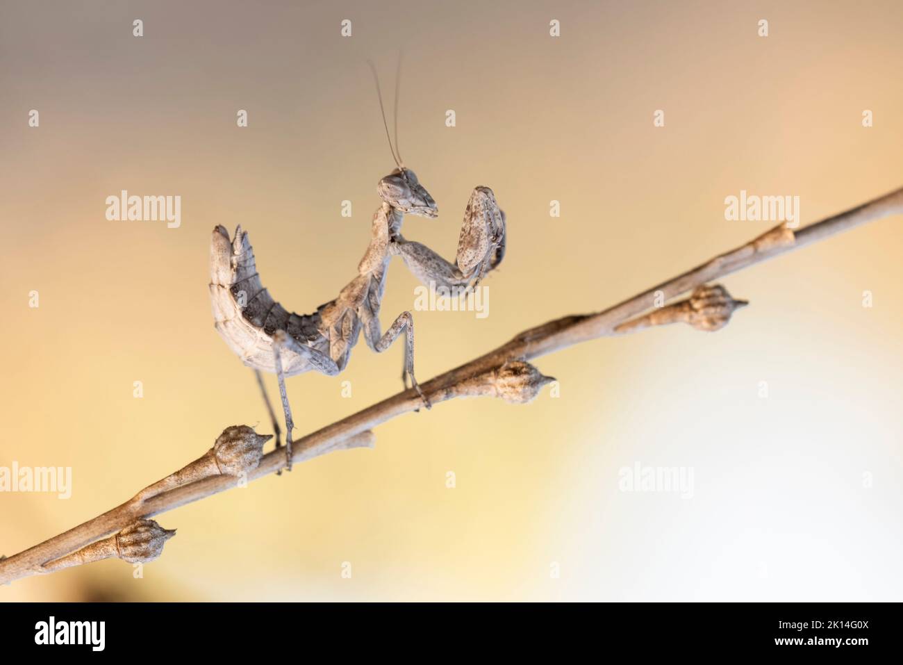 European dwarf mantis (Ameles spallanzania Stock Photo - Alamy
