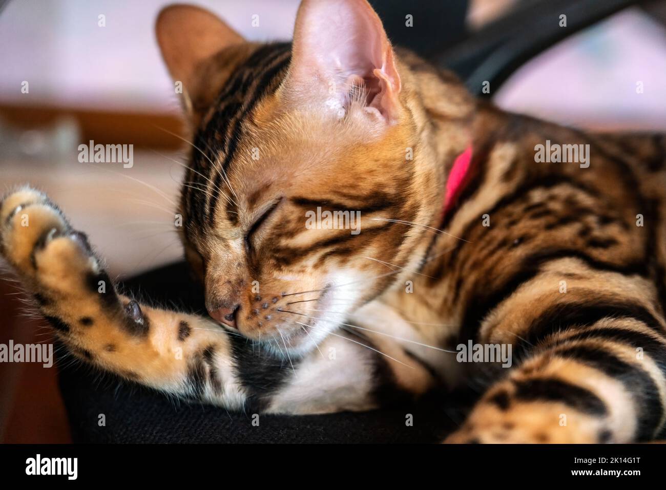 Young purebred bengal cat resting on a chair Stock Photo - Alamy