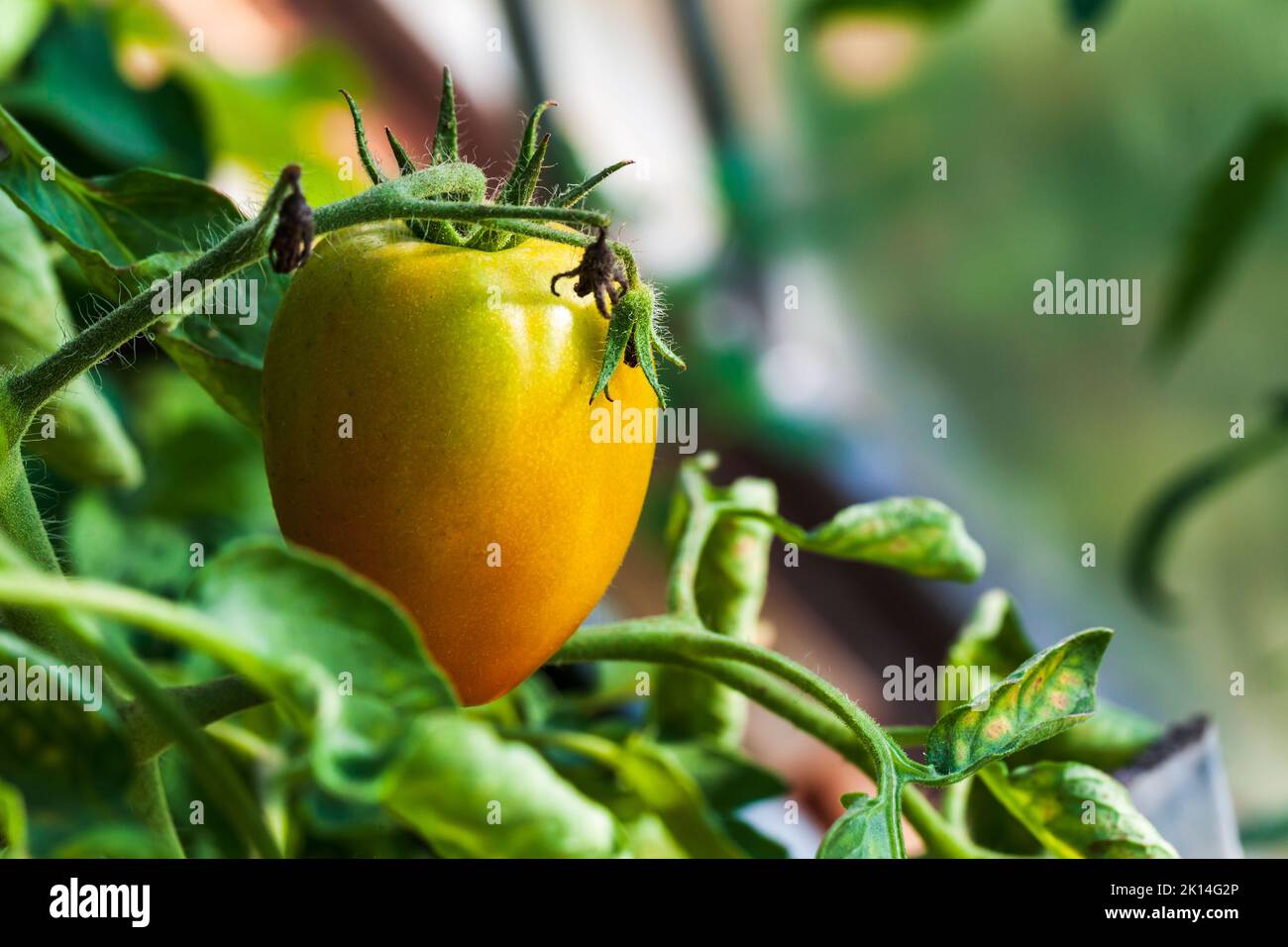 Yellow red tomato grows in a greenhouse, close up photo with selective ...