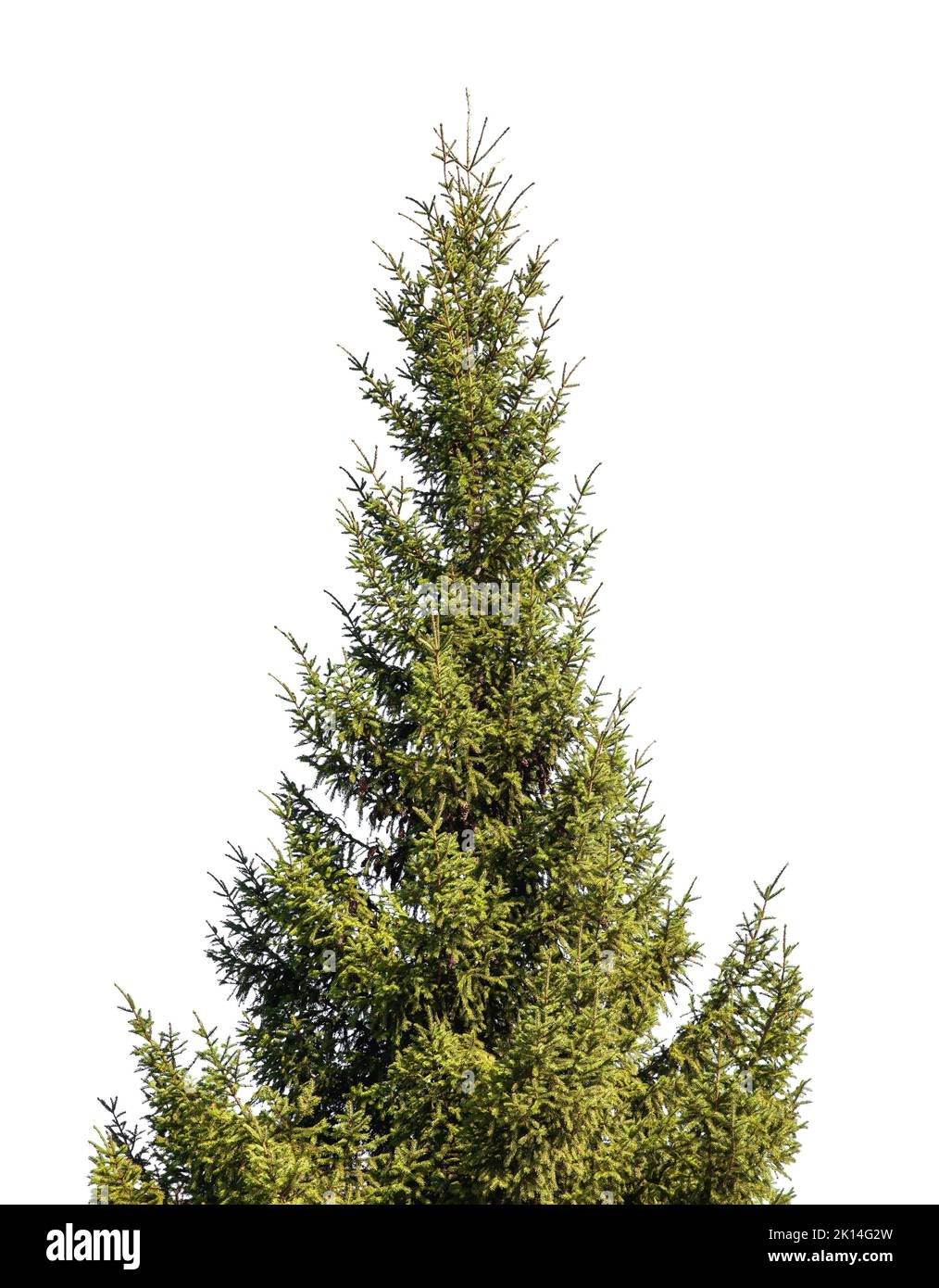 Green fir tree with cones isolated on white background, natural ...