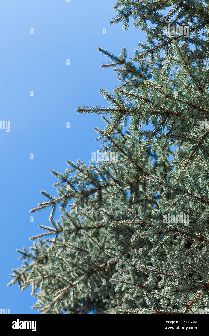 Blue spruce tree branches are over blue sky background, natural vertical photo Stock Photo - Alamy