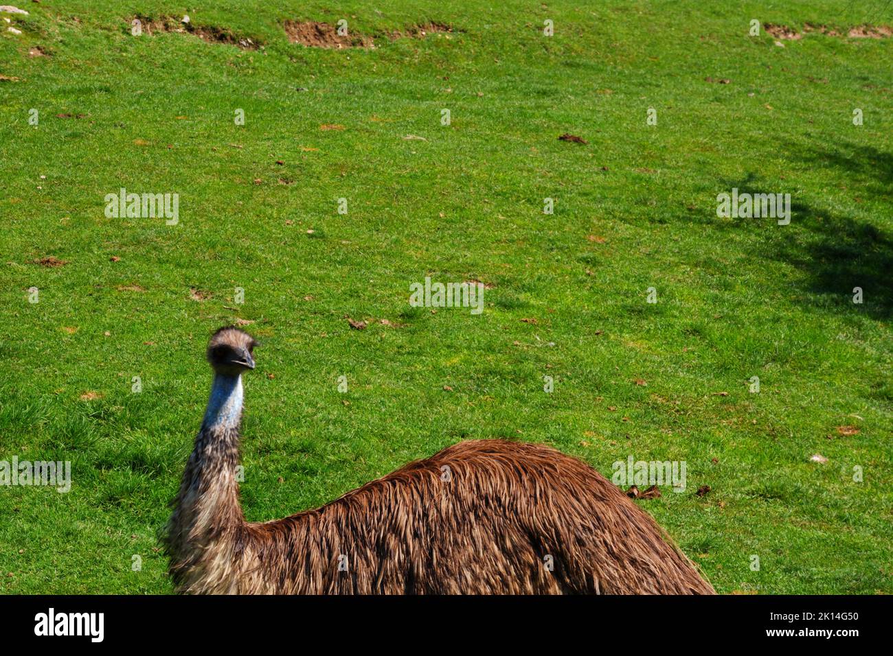 Very ugly bird hi-res stock photography and images - Alamy