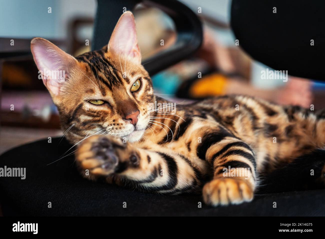 Young purebred bengal cat resting on a chair Stock Photo - Alamy