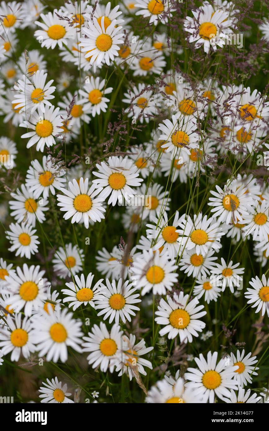 Leucanthemum vulgare daisies garden meadow wildflowers hi-res stock ...