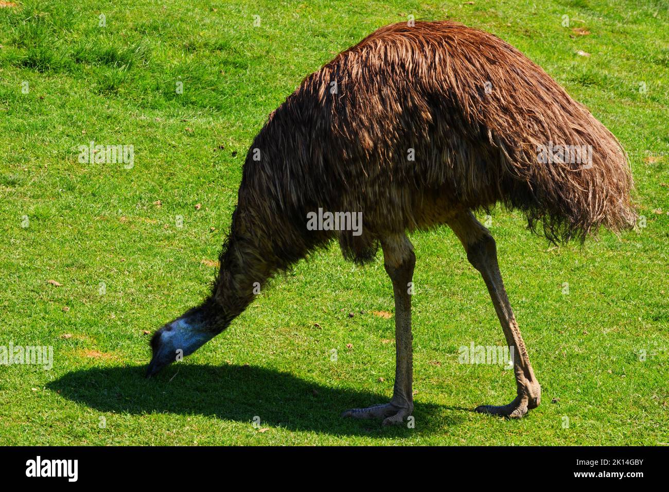 Australian tall grass hi-res stock photography and images - Alamy