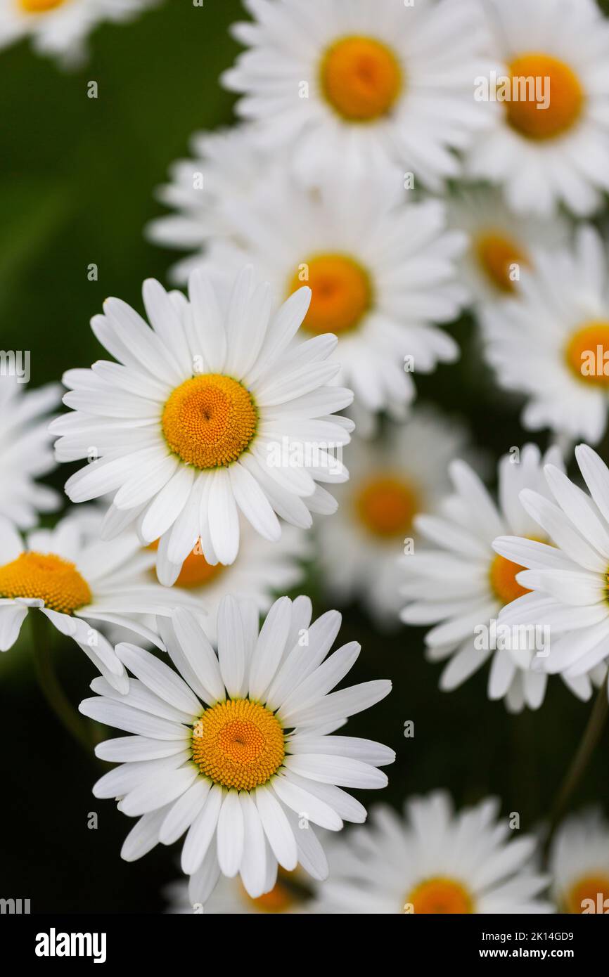 Leucanthemum vulgare daisies garden meadow wildflowers hi-res stock ...