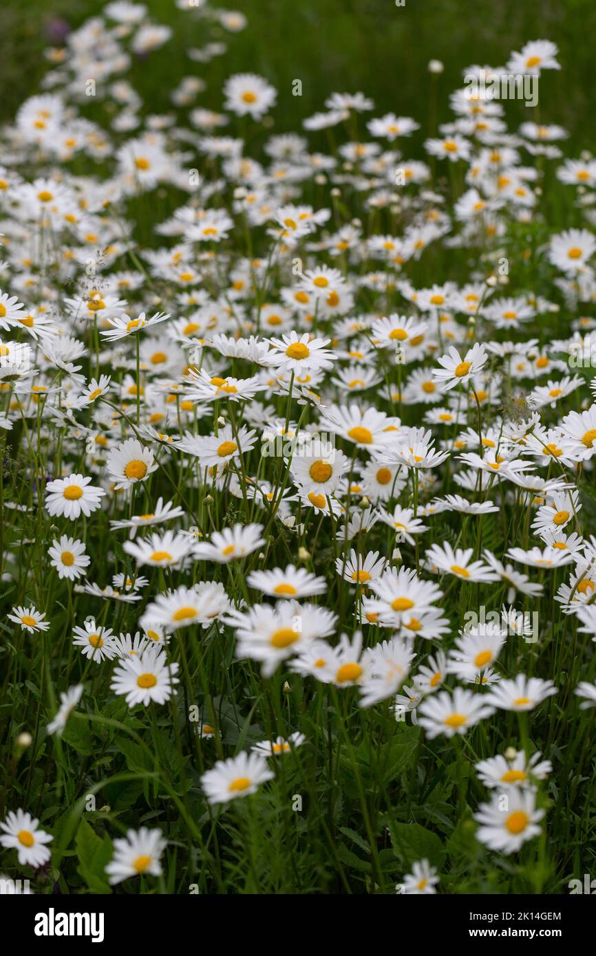 A rustic grey fence and oxeye daisies Stock Photo - Alamy