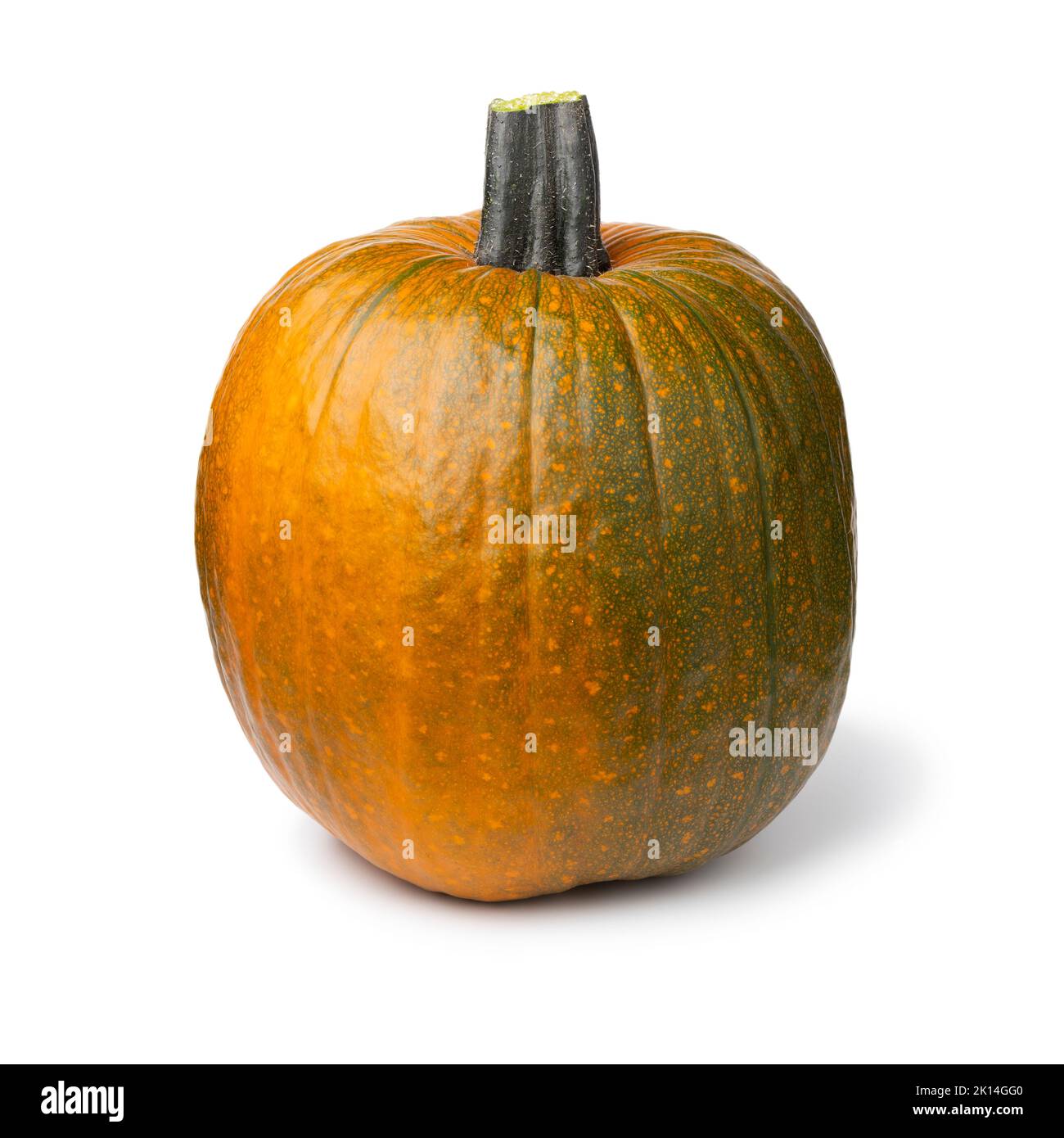 Fresh whole halloween pumpkin close up isolated on white background ...