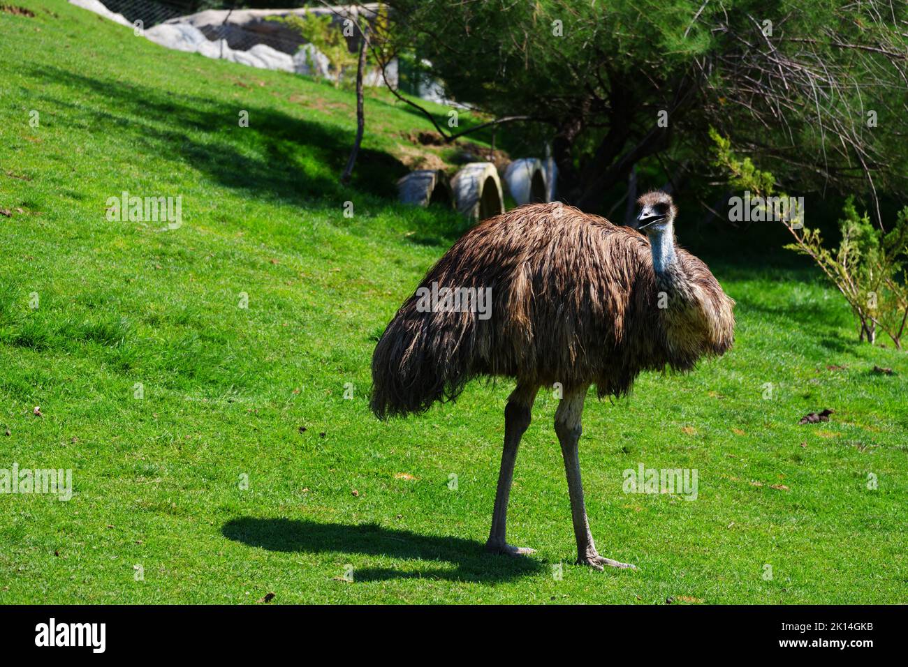 Australian tall grass hi-res stock photography and images - Alamy