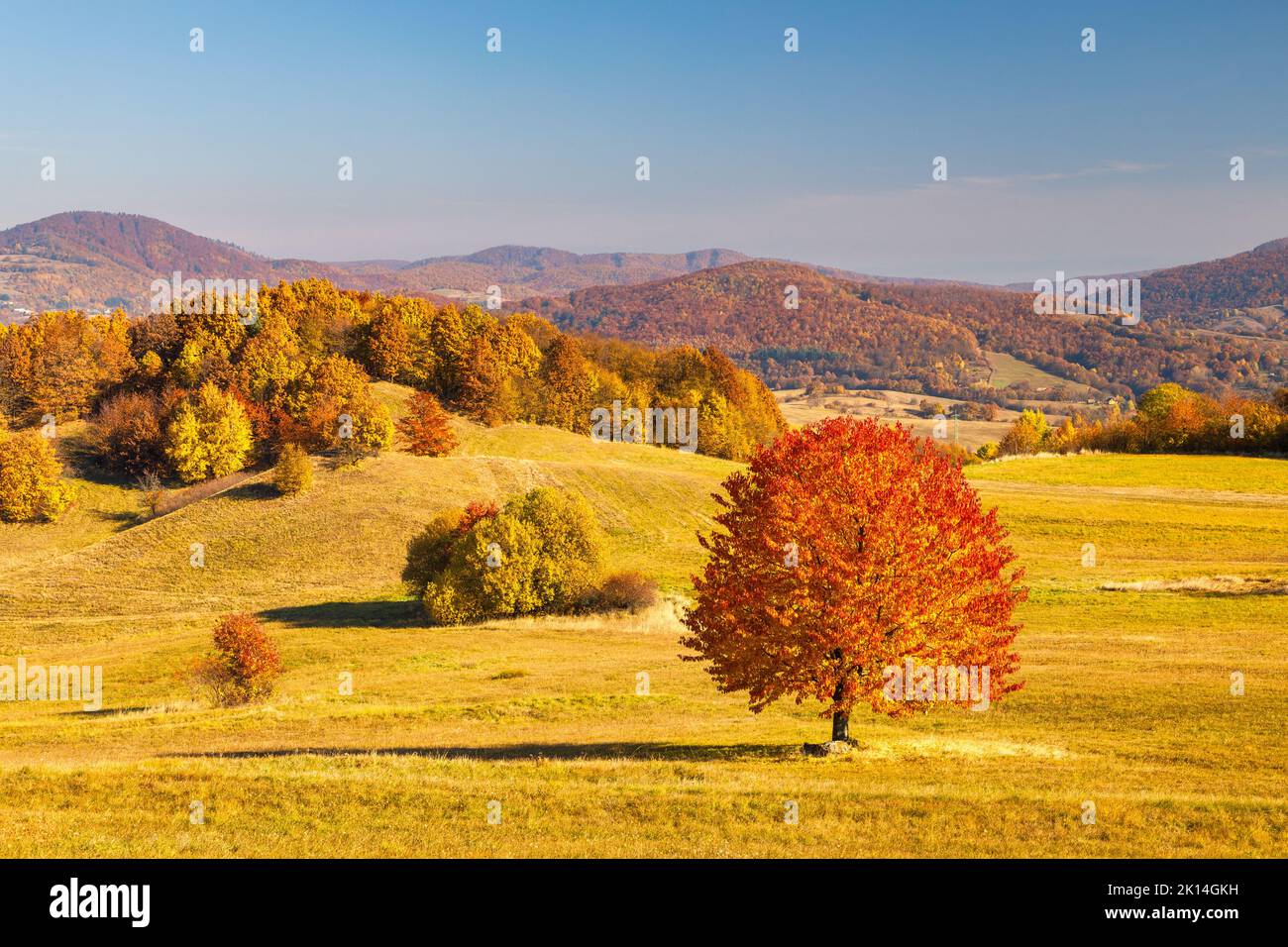 A tree with an orange crown in the foreground of an autumn landscape ...
