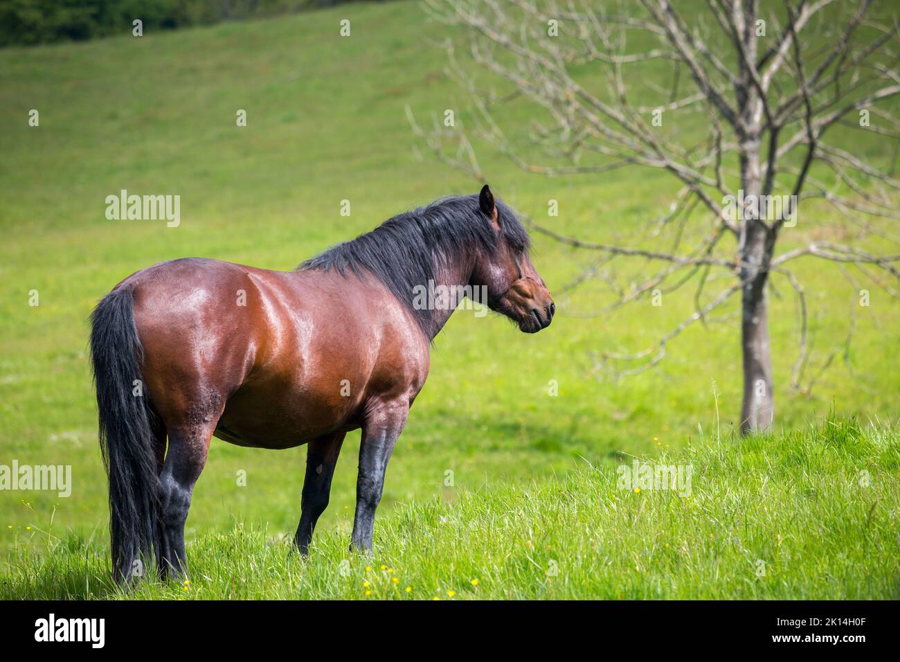 Rural landscape, beautiful brown horse in the meadow. The Muranska ...