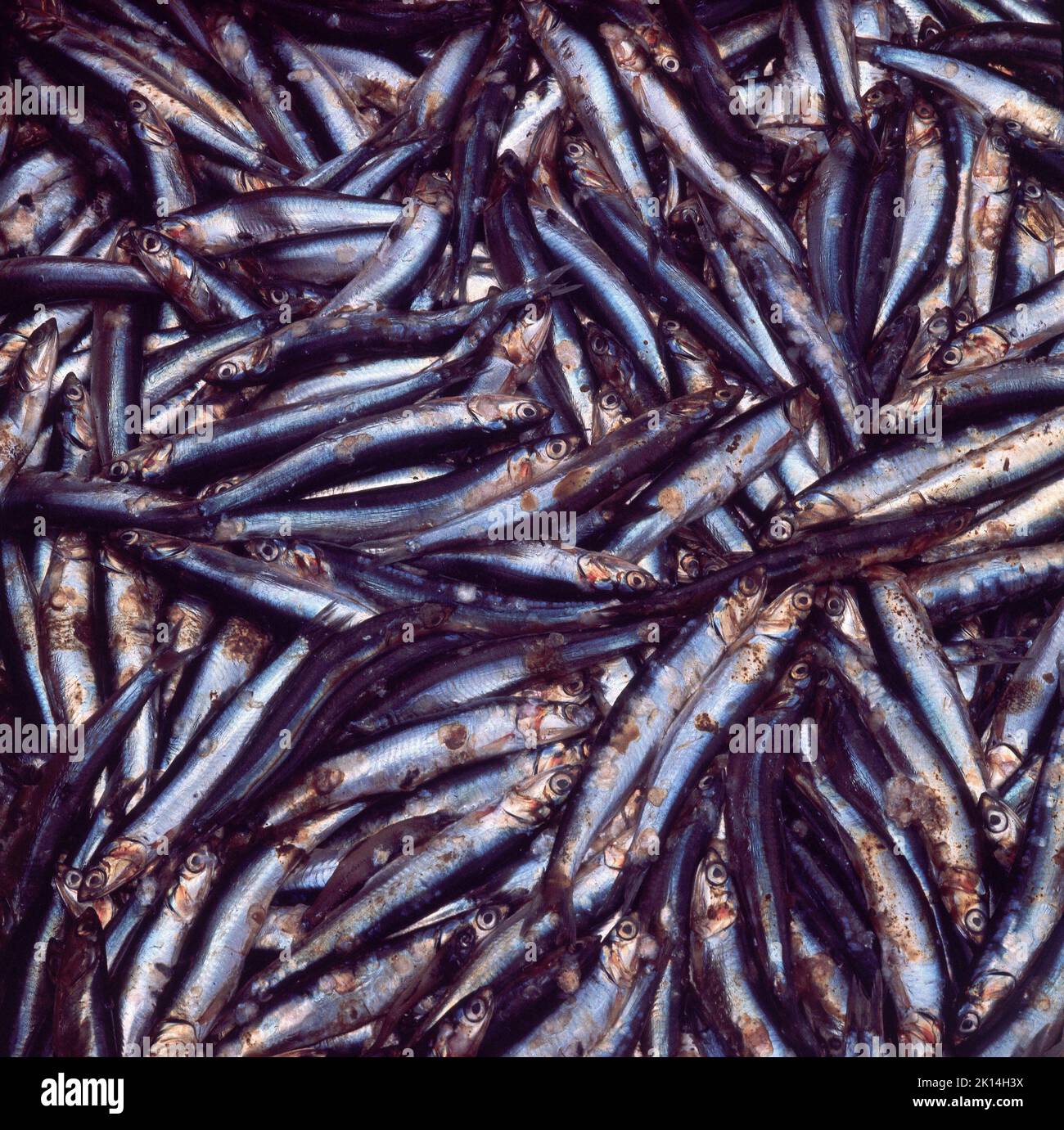 ANCHOAS - FOTO AÑOS 60. Location: EXTERIOR. BERMEO. Biscay. SPAIN Stock ...