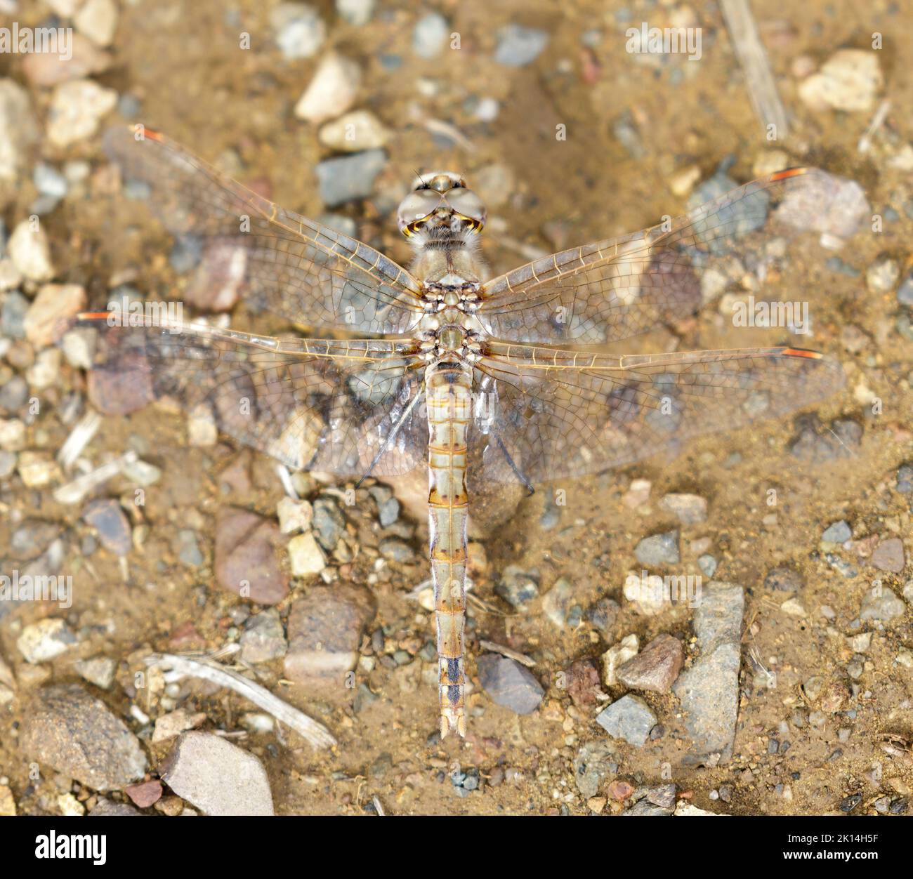 California insect camouflage hi-res stock photography and images - Alamy