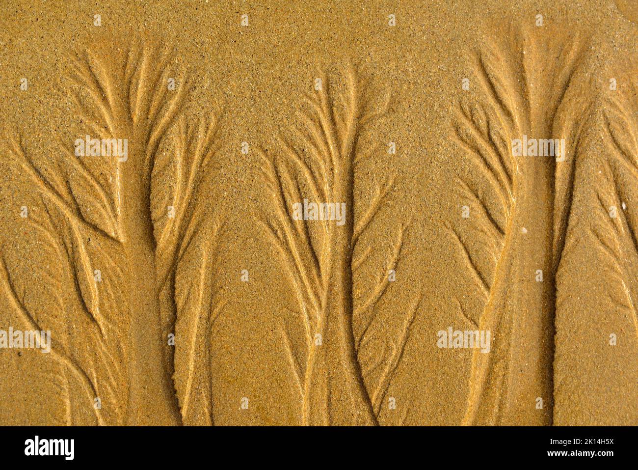 Abstract landscape of forest in the sand Stock Photo - Alamy