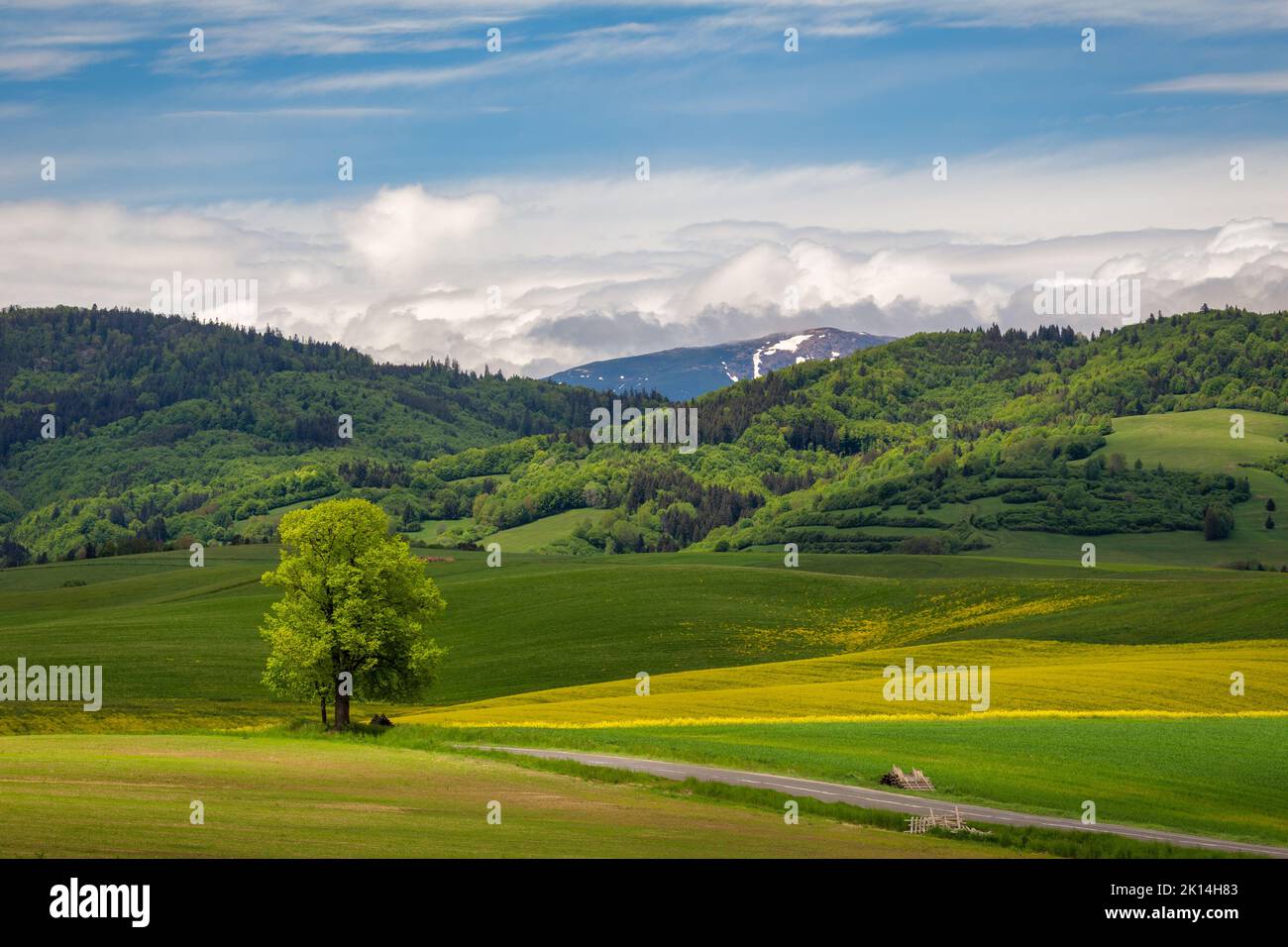 Spring landscape of meadows and forests. The Low Tatras mountain range ...