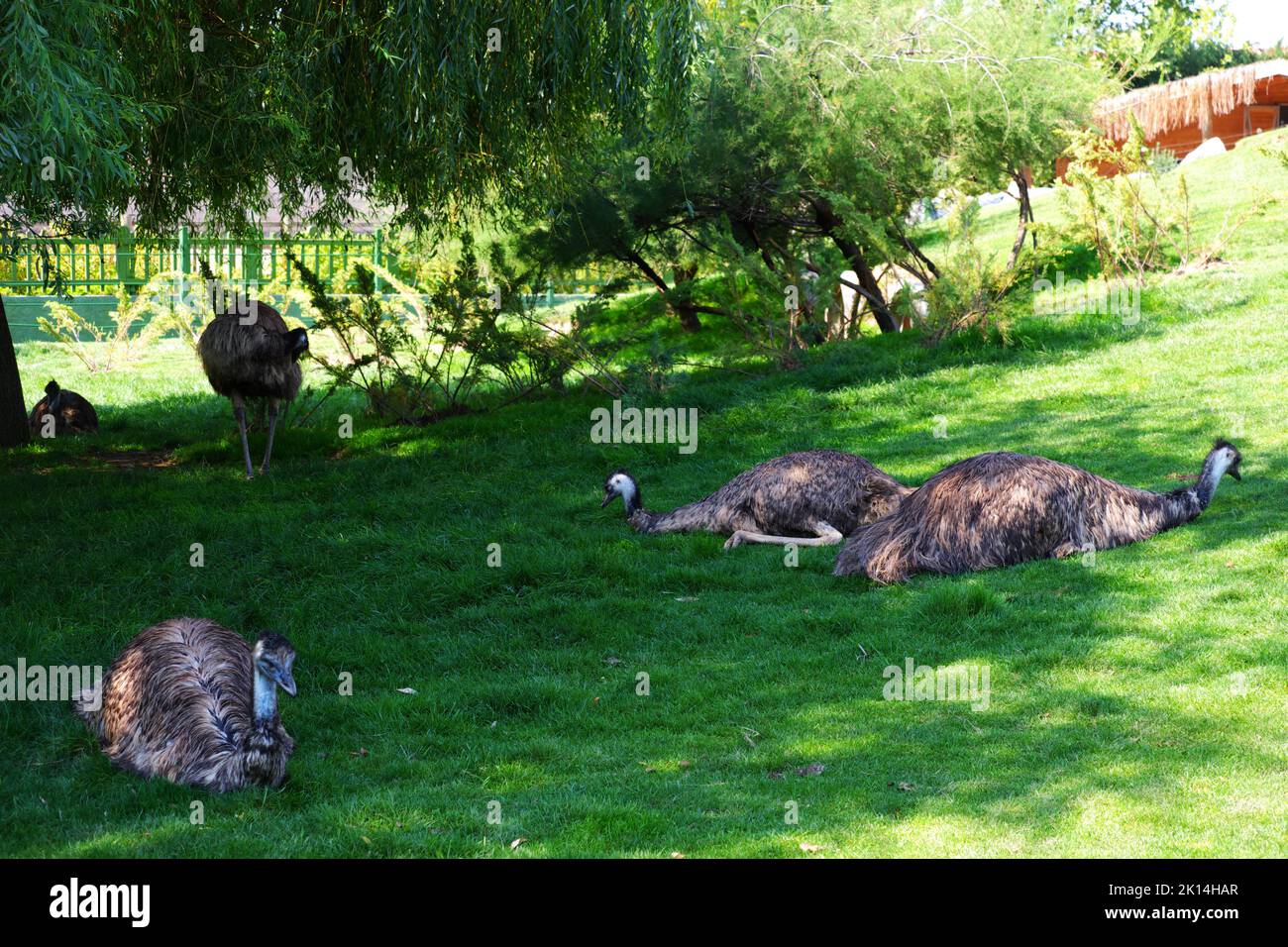 Emu sitting hi-res stock photography and images - Alamy