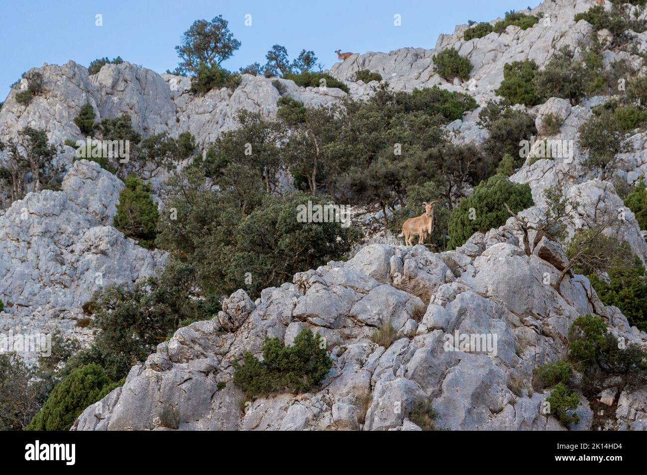 Mountain goats in Sierra Espuña. Sierra Espuña is a mountainous massif ...