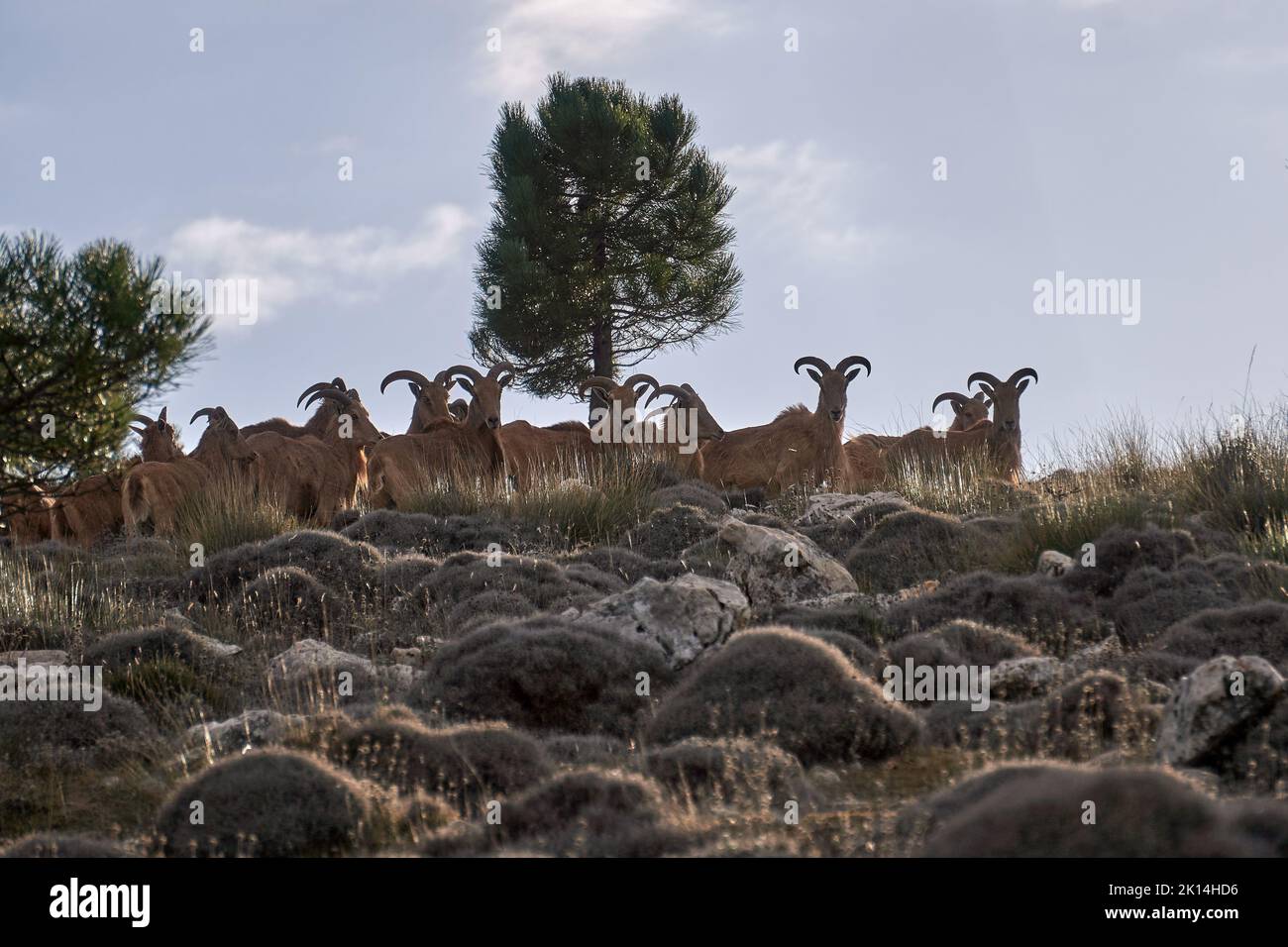 Mountain goats in Sierra Espuña. Sierra Espuña is a mountainous massif ...