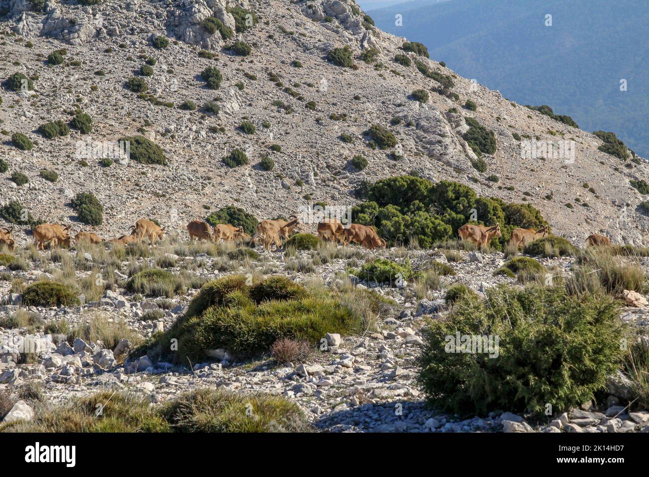 Mountain goats grazing in Sierra Espuña. Sierra Espuña is a mountainous ...