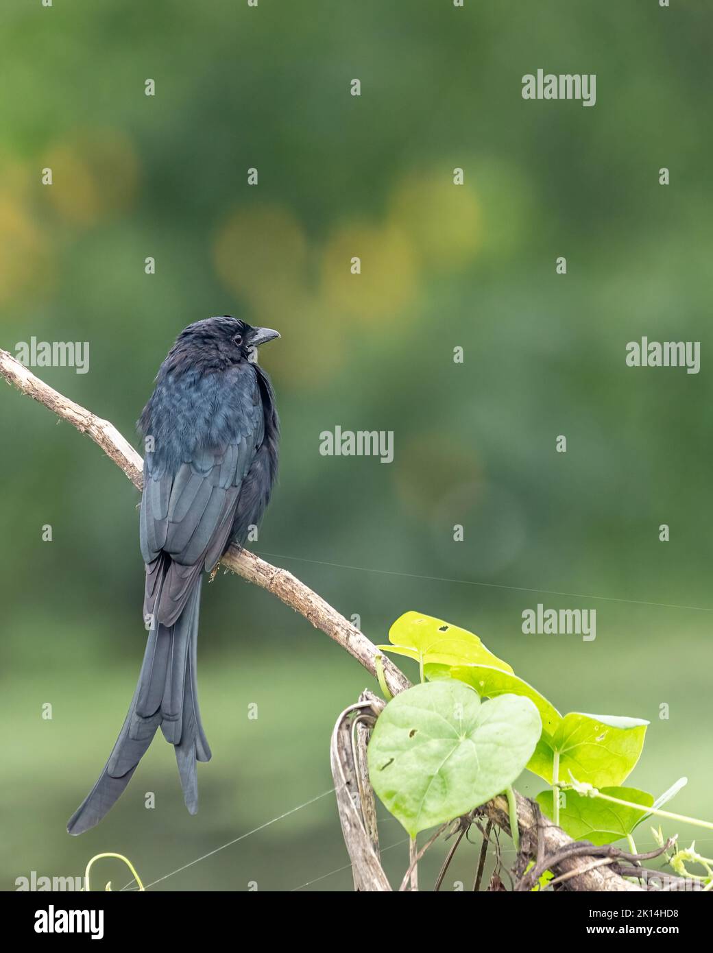 A Drango sitting on a branch Stock Photo - Alamy
