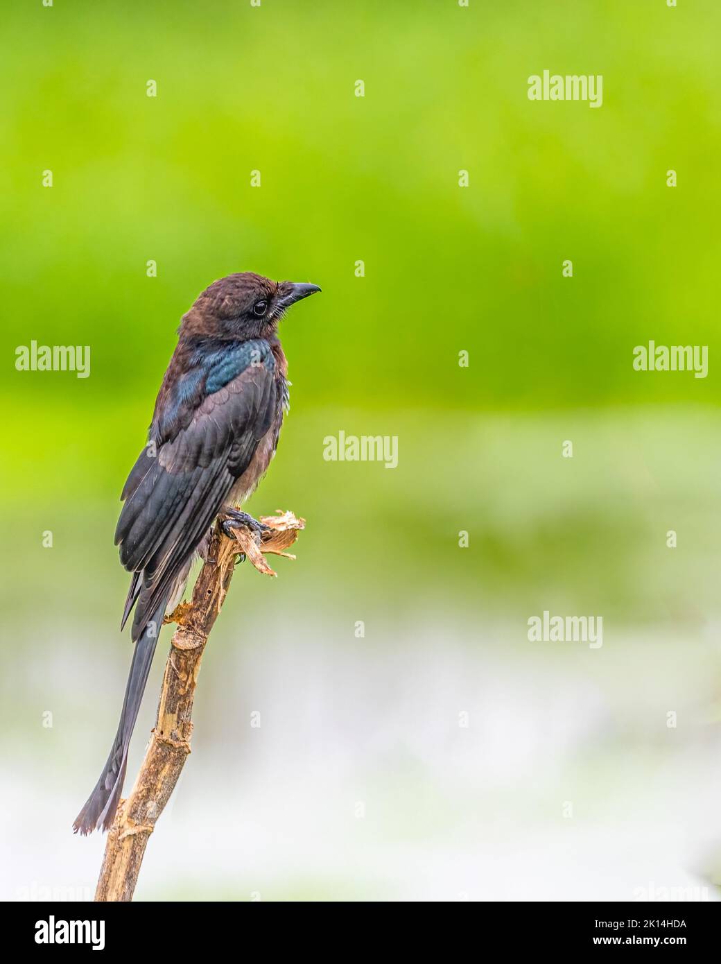 Blackbird resting on a branch hi-res stock photography and images - Alamy