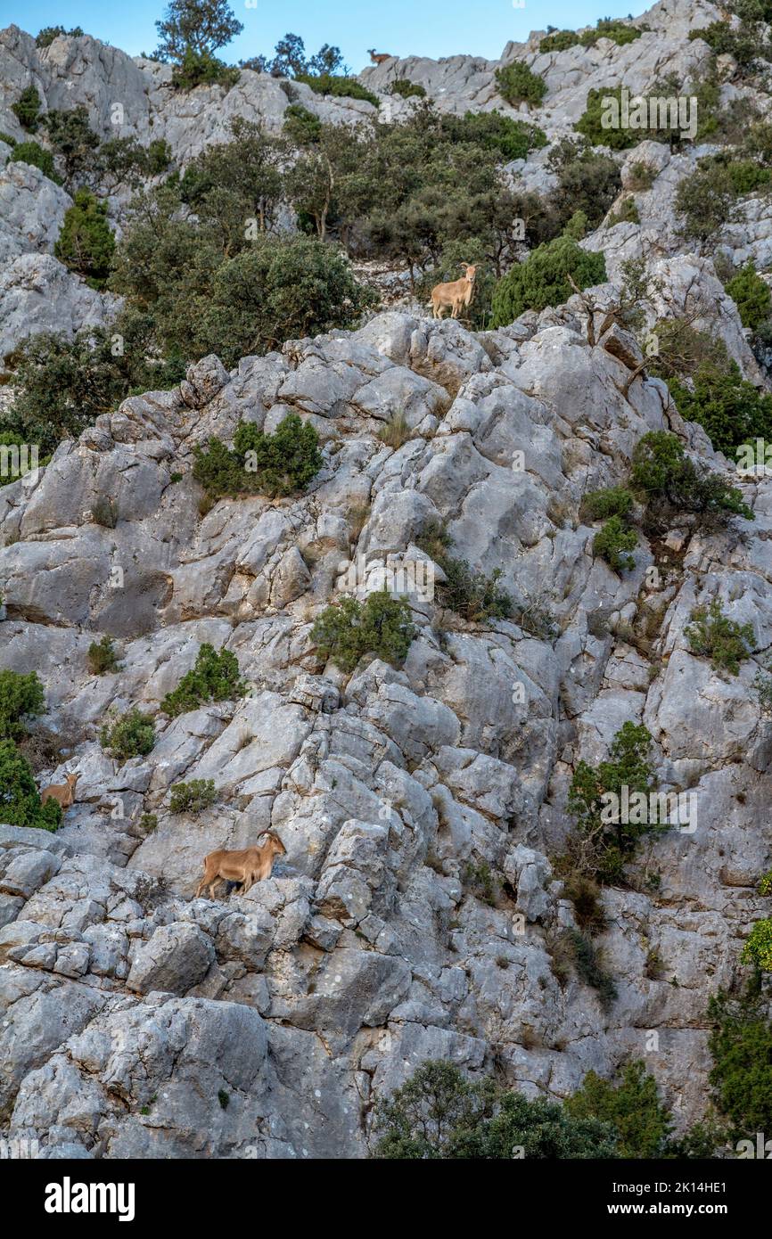 Mountain goats in Sierra Espuña. Sierra Espuña is a mountainous massif ...