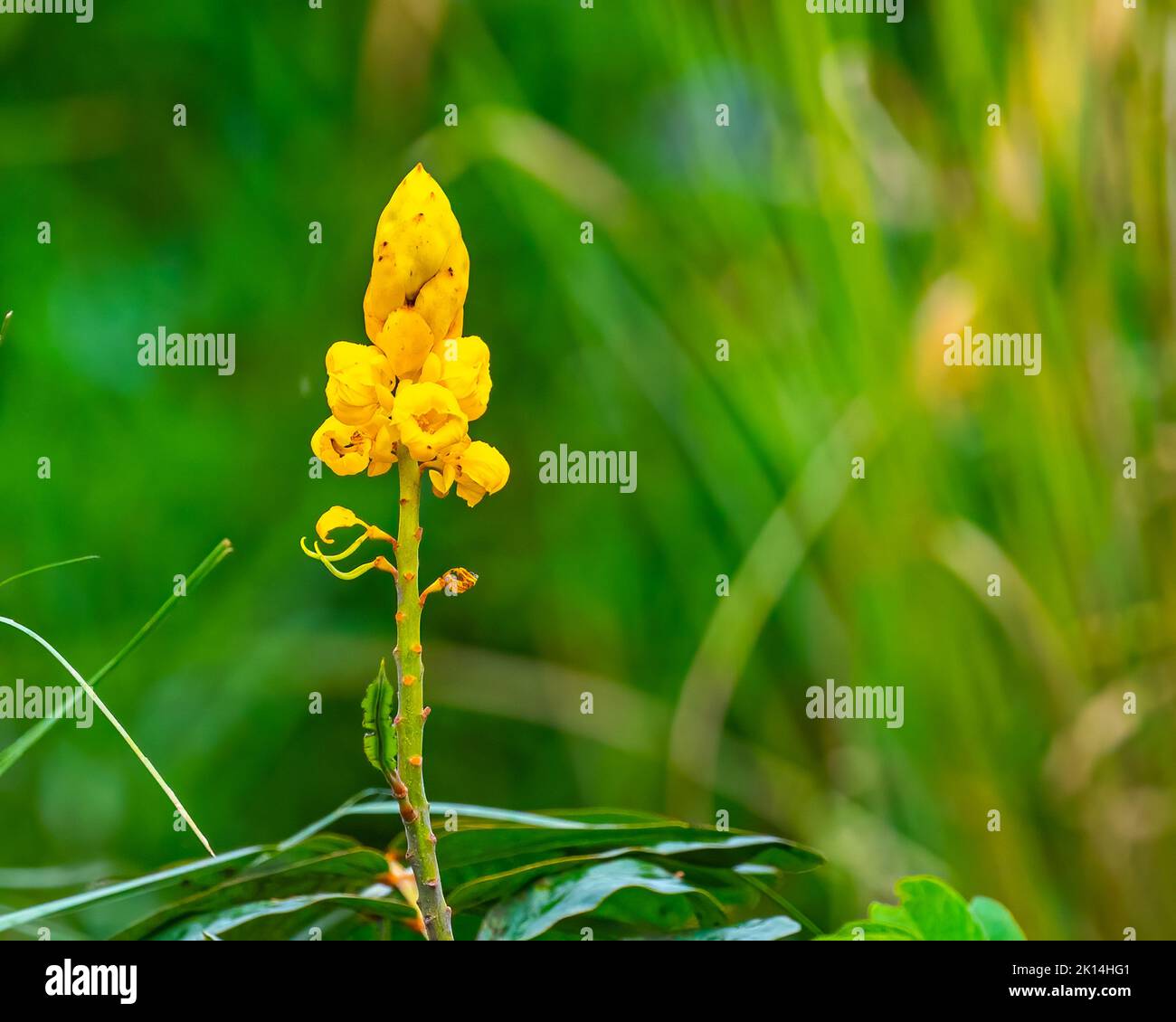 Senna Alata flower in the garden blooming Stock Photo - Alamy