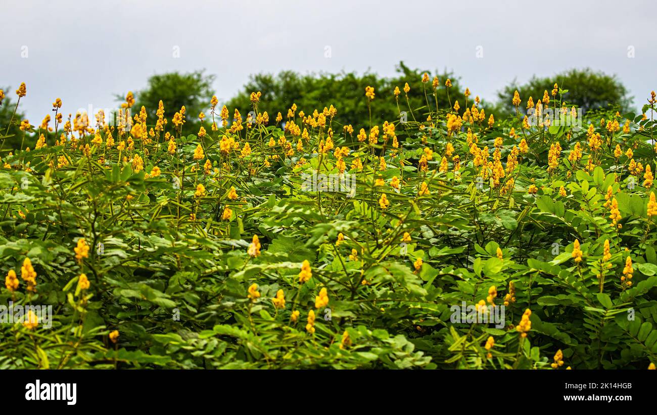 A valley of yellow flowers Stock Photo - Alamy