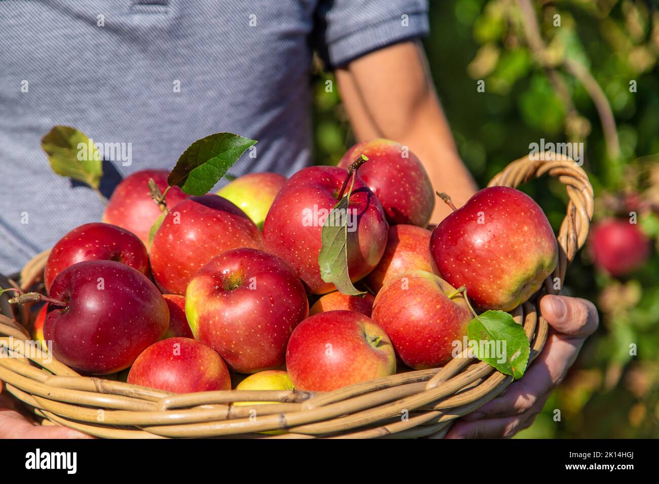 A male farmer harvests apples. Selective focus Stock Photo - Alamy
