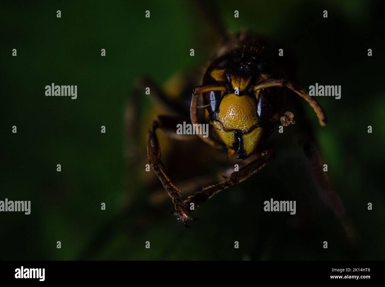 Microscopic wasps hi-res stock photography and images - Alamy