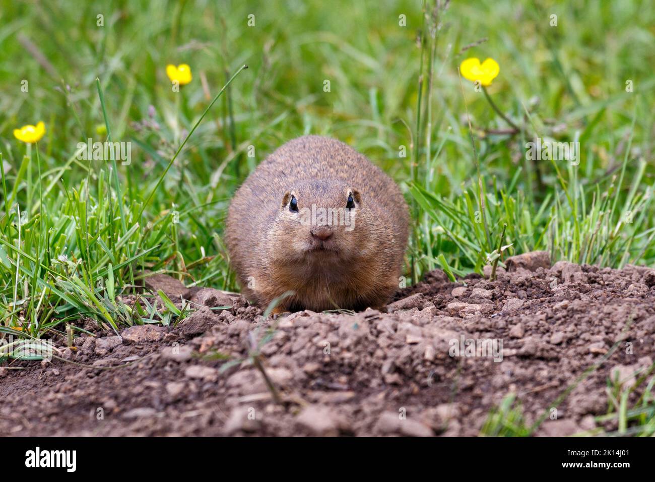 The European ground squirrel in The Muranska planina plateau national ...
