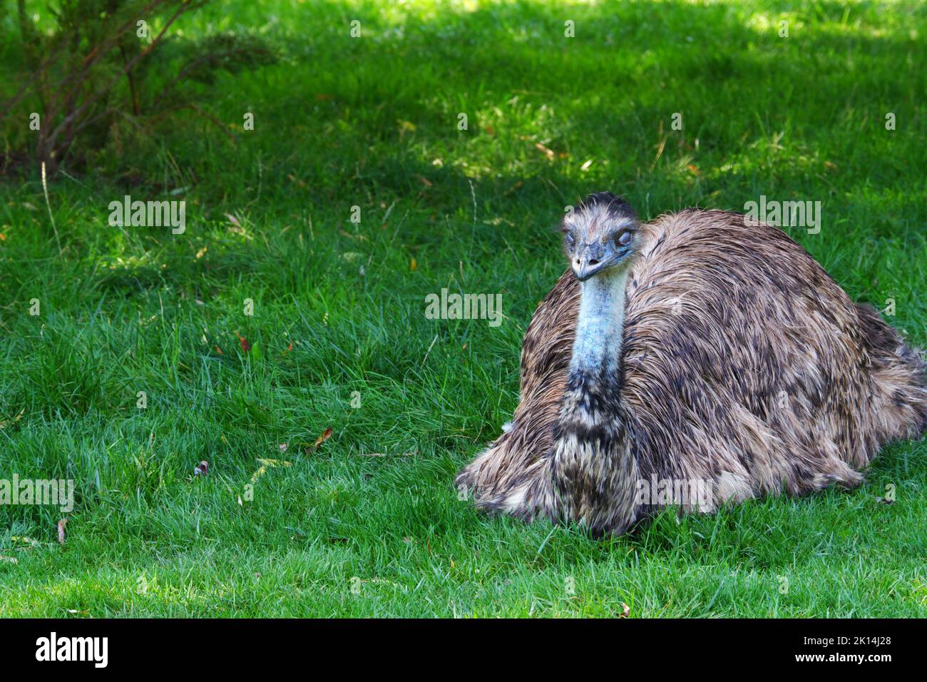 Emu sitting hi-res stock photography and images - Alamy