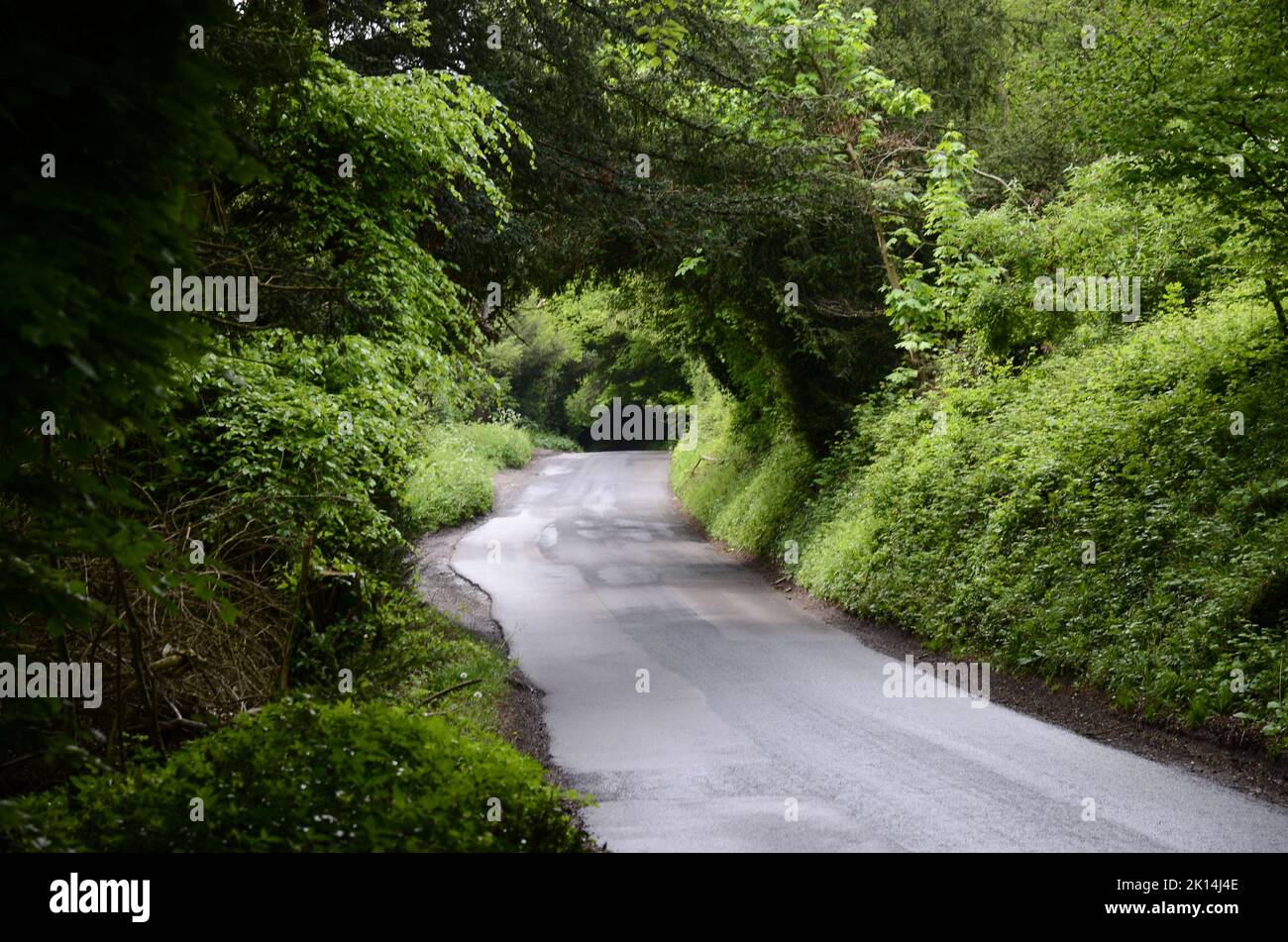 Curvy countryside rural road in England with green tunnel arch trees ...